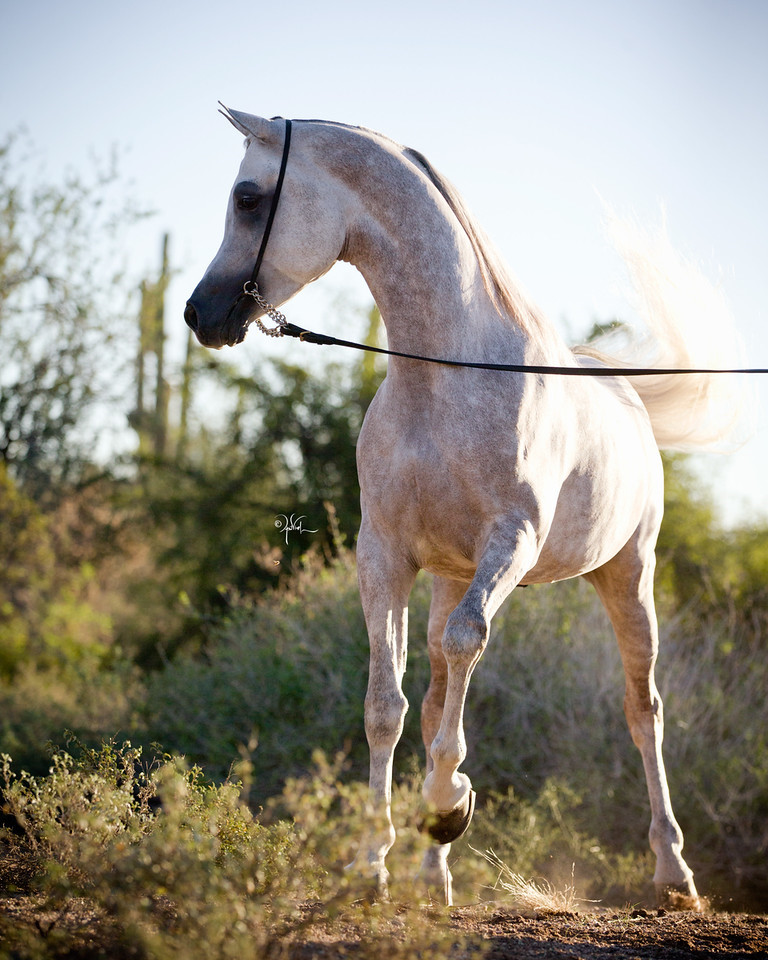 Sycamore Hill Arabians, offering quality Arabians for sale