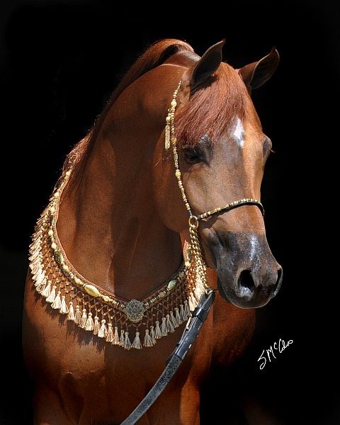 Sycamore Hill Arabians, offering quality Arabians for sale